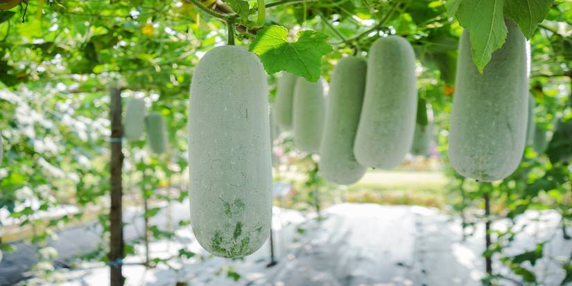 Why the Winter Gourd Deserves a Spot in Your Kitchen