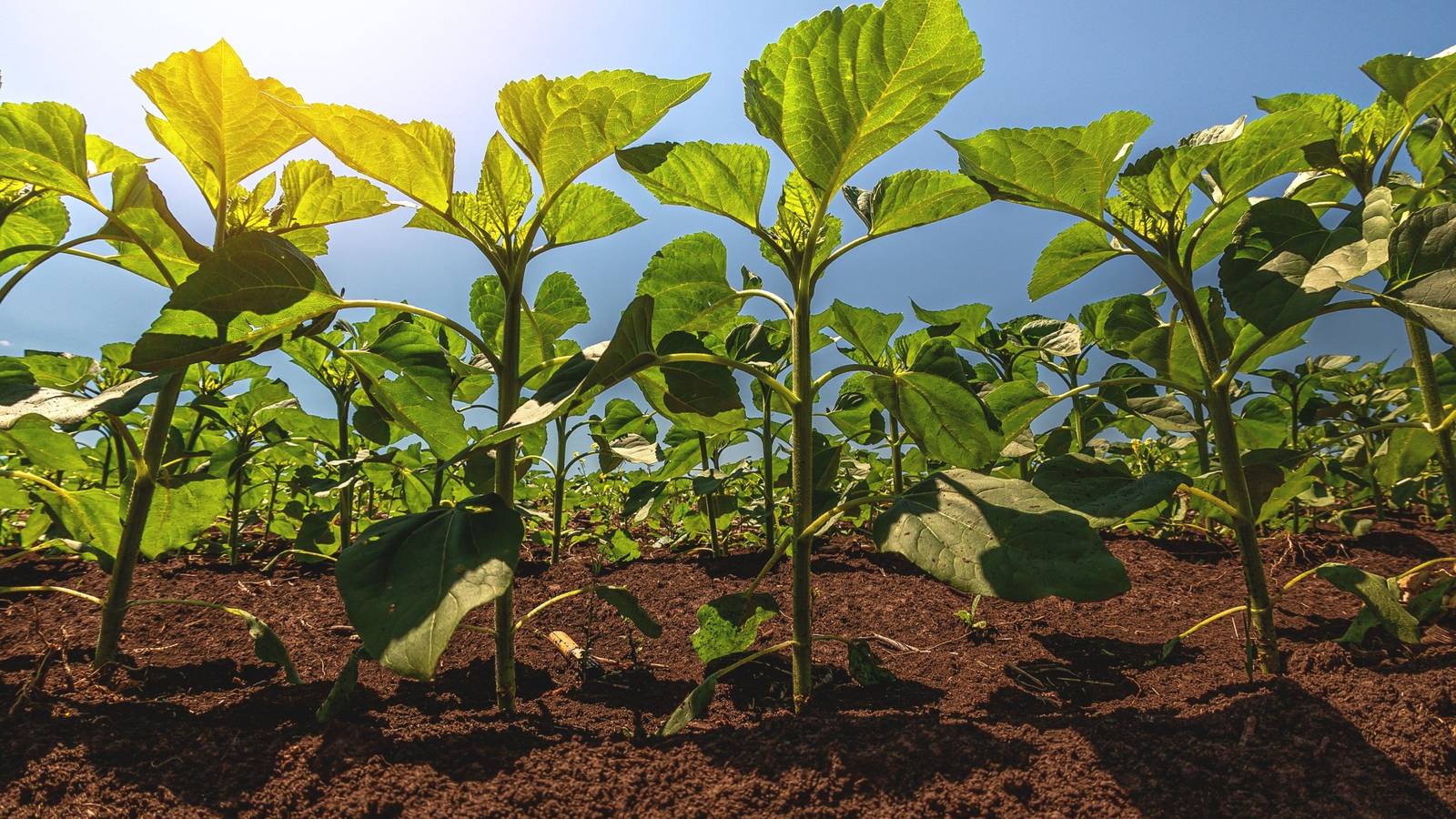 5 Amazing Plants That Cleanse and Detox Your Garden Soil