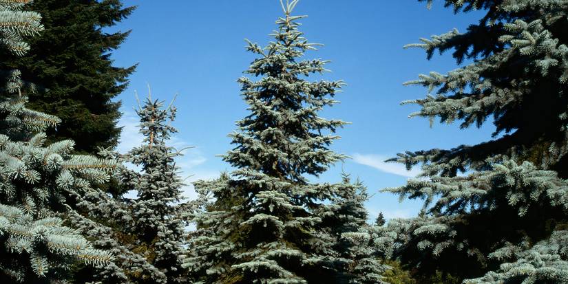 Spruce Trees: Use 5 Types of Trees to Bring Color to Your Space