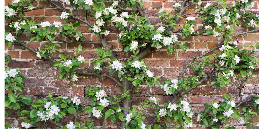 The Timeless Skill of Espalier Tree Training