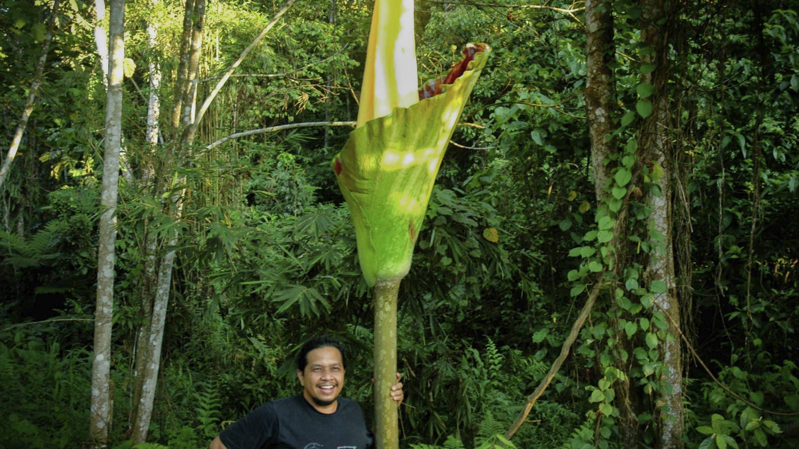 Amorphophallus Gigas Blooms at Brooklyn Botanic Garden: A Rare Event