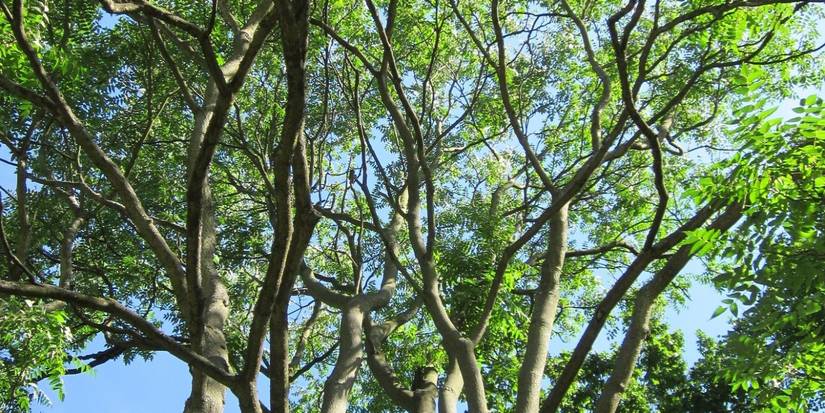Tree of Heaven: How to Identify and Remove This Invasive Tree