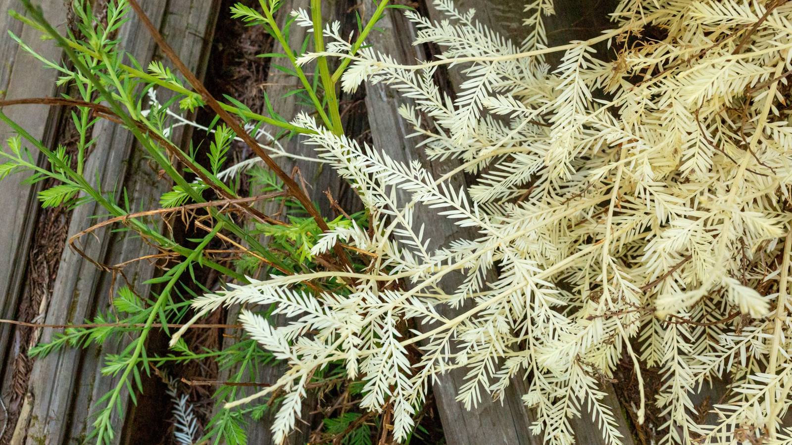 Albino Plants: Rare White Wonders and How They Survive