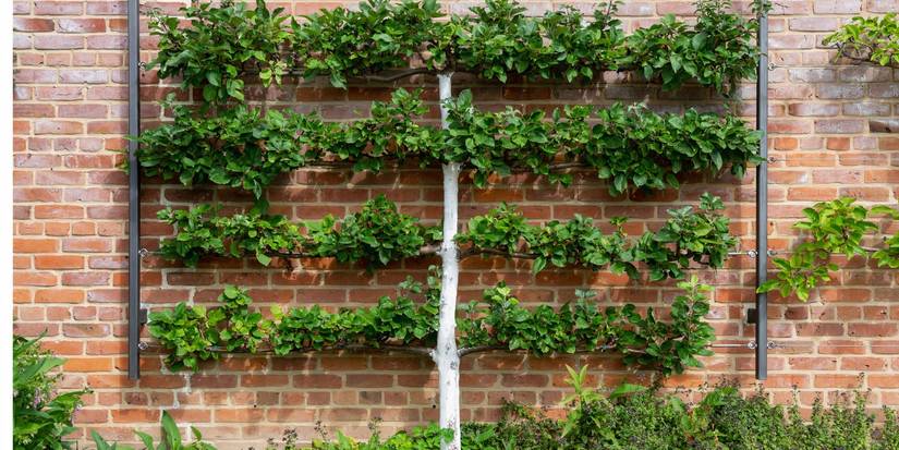 The Timeless Skill of Espalier Tree Training
