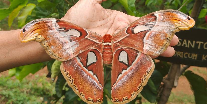 Six of the Biggest Bug Species and Their Surprising Roles in Nature