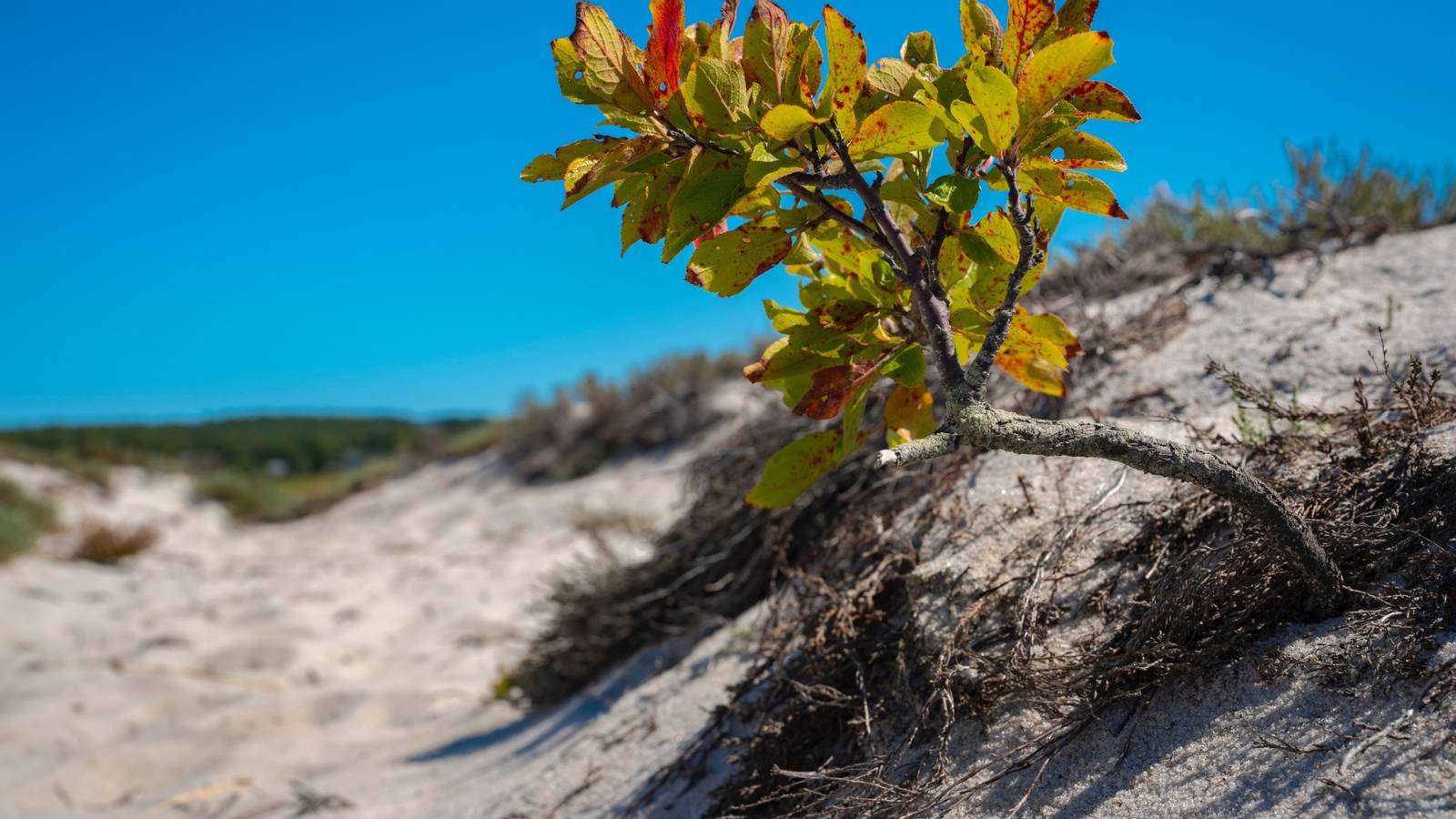 Growing Plants in Sandy Loam: 5 Hardy Options
