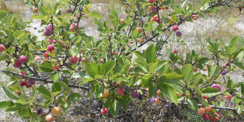 Transform Your Yard: Best Trees to Plant This September