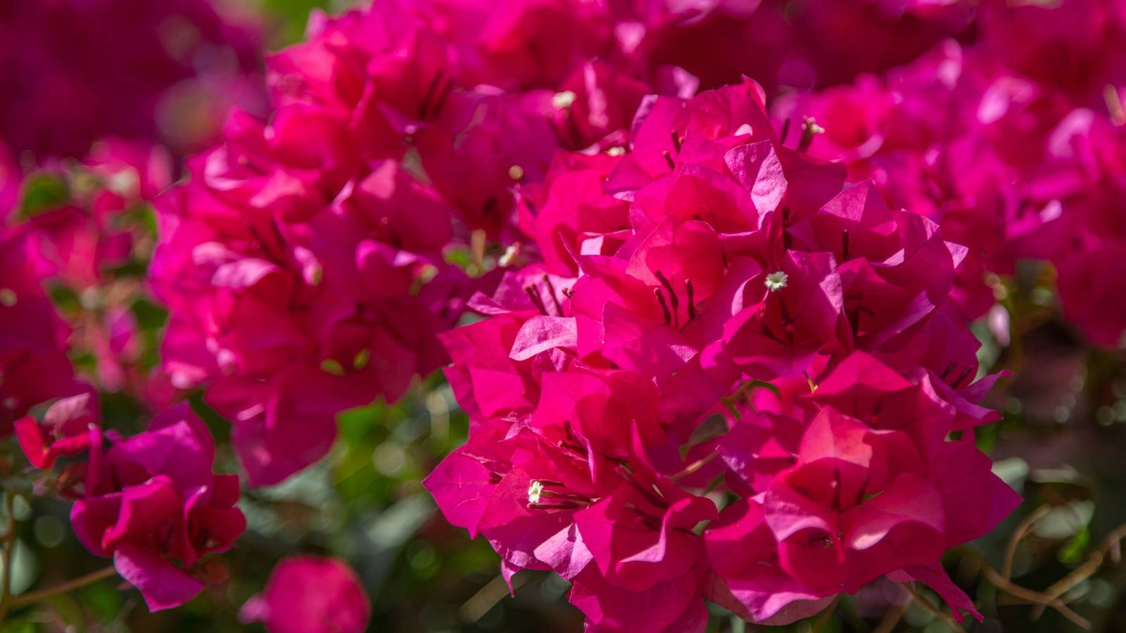 Add 5 Neon Flower Options in Your Floral Designs or Bouquets