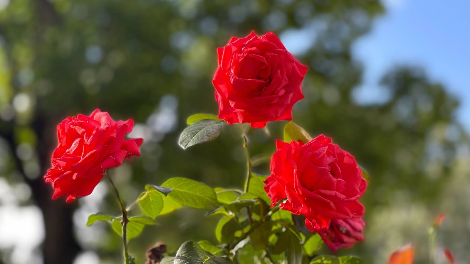 Why Knockout Roses Are the Must-Have Garden Flowers