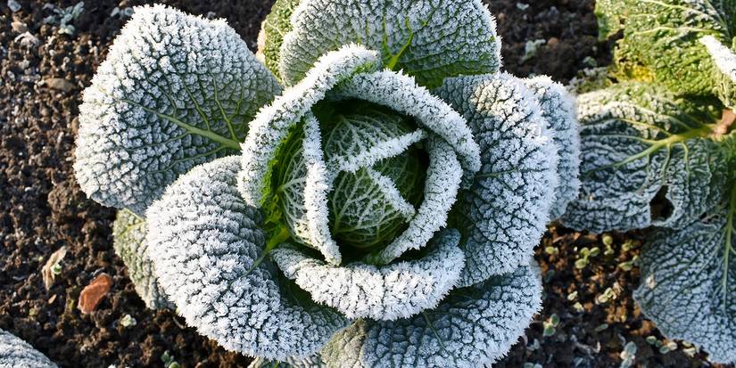 Start Gardening in January For Yummy Winter Veggies
