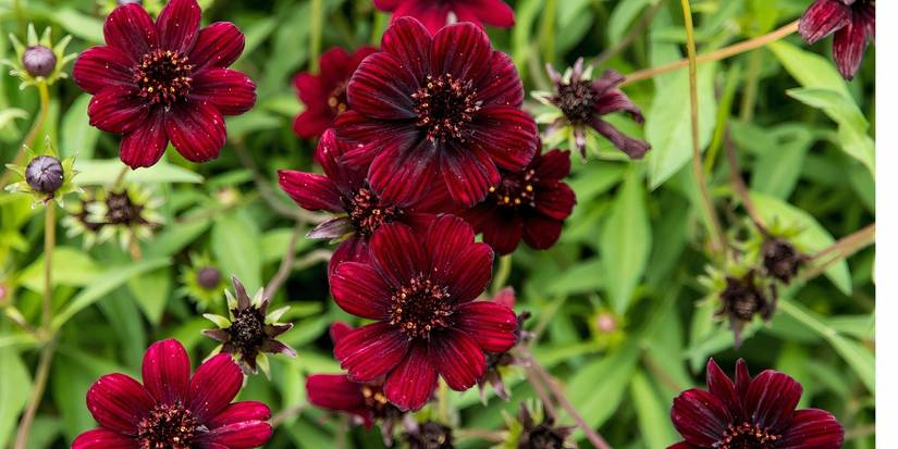 Fall in Love with These 6 Chocolate-Scented Plants