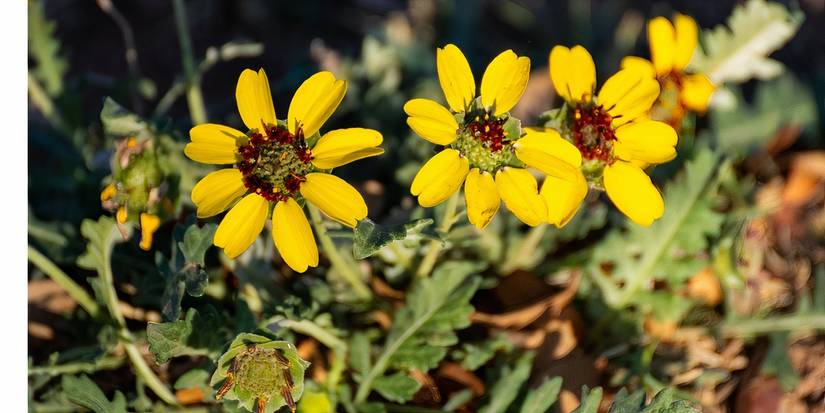 Fall in Love with These 6 Chocolate-Scented Plants