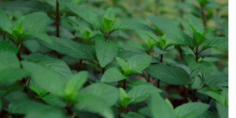 Fall in Love with These 6 Chocolate-Scented Plants
