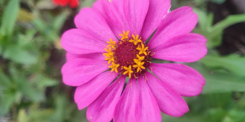 Zinnias in Space: How Flowers Paved the Way for Future Space Farming