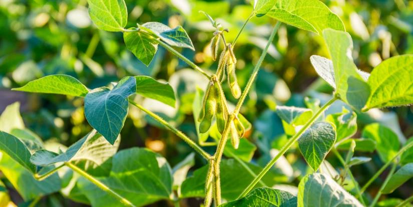 Best Plant-Powered Protein Sources for Vegetarians