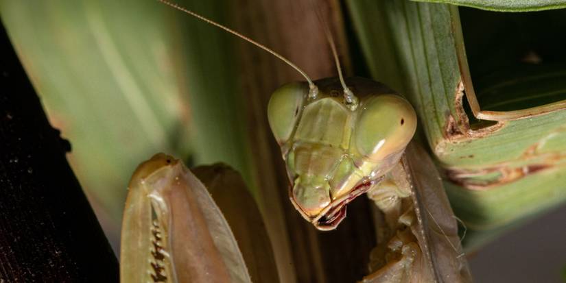 Praying Mantises: Nature’s Pest Control for a Thriving Garden