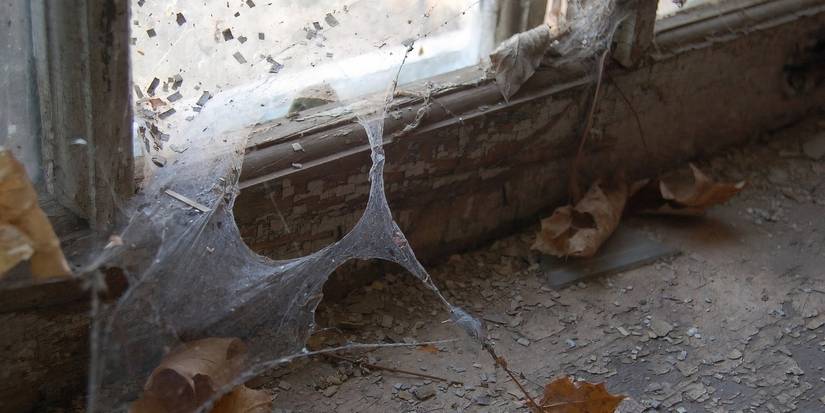 Why and How House Spiders Spin Cobwebs