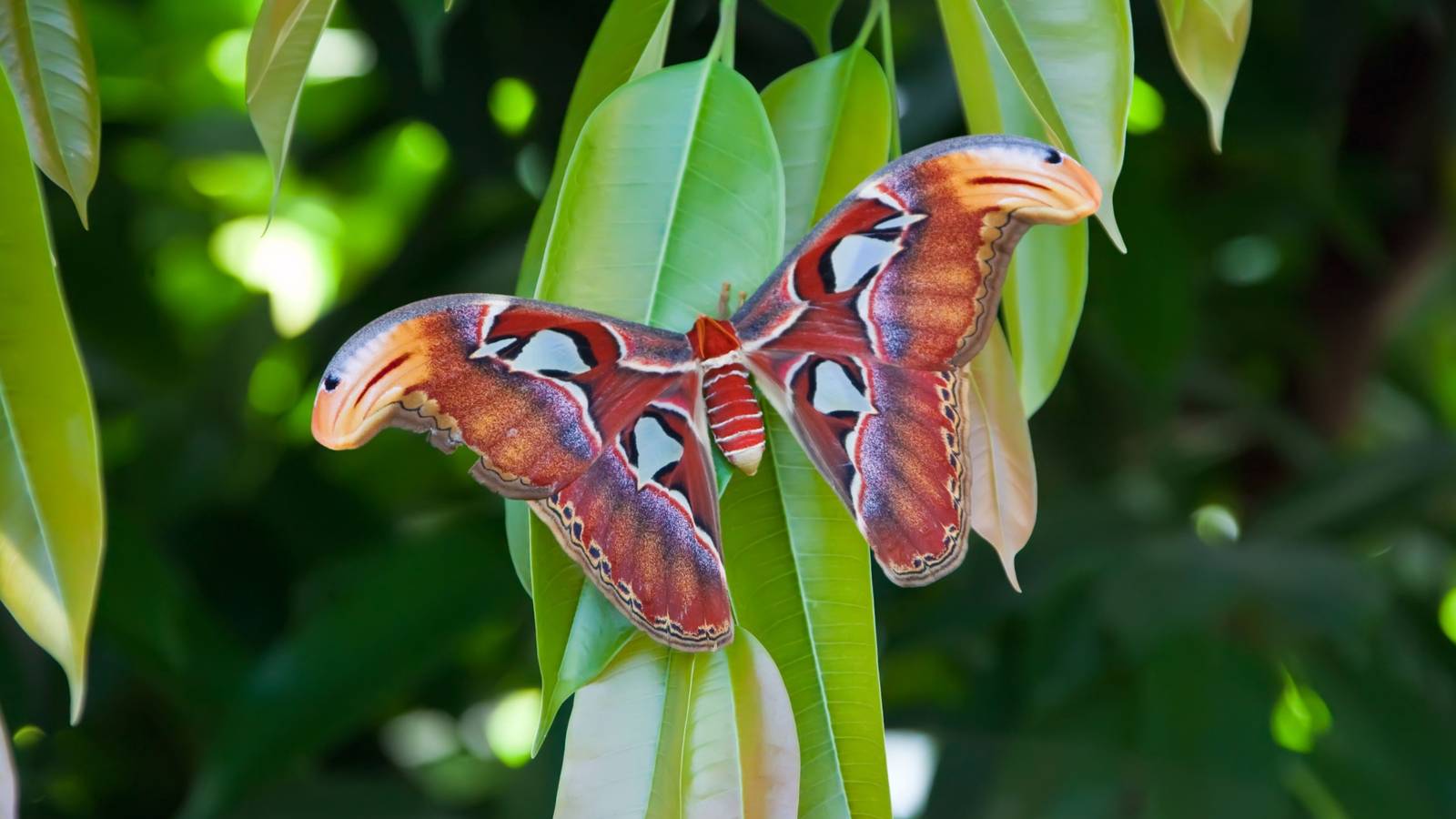 atlas hawk moth