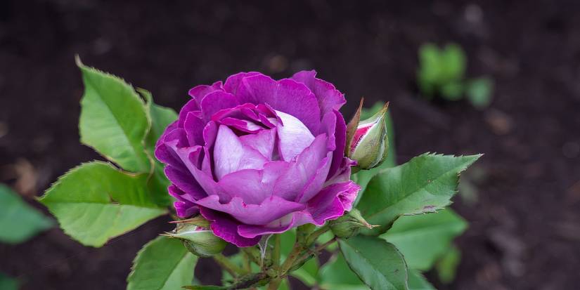Grow Purple Roses to Bring Regal Beauty to Your Garden