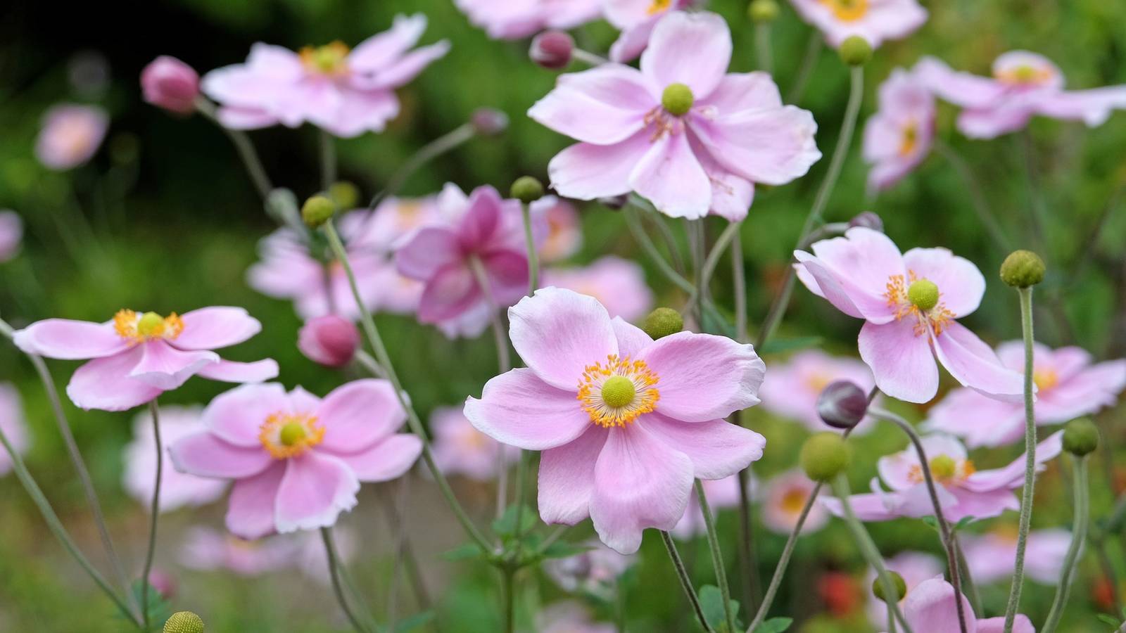 Transform Your Yard with 5 Cottagecore-Approved Perennials