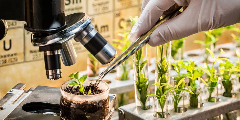 Plant Breeding: What is it and How Does it Benefit You?