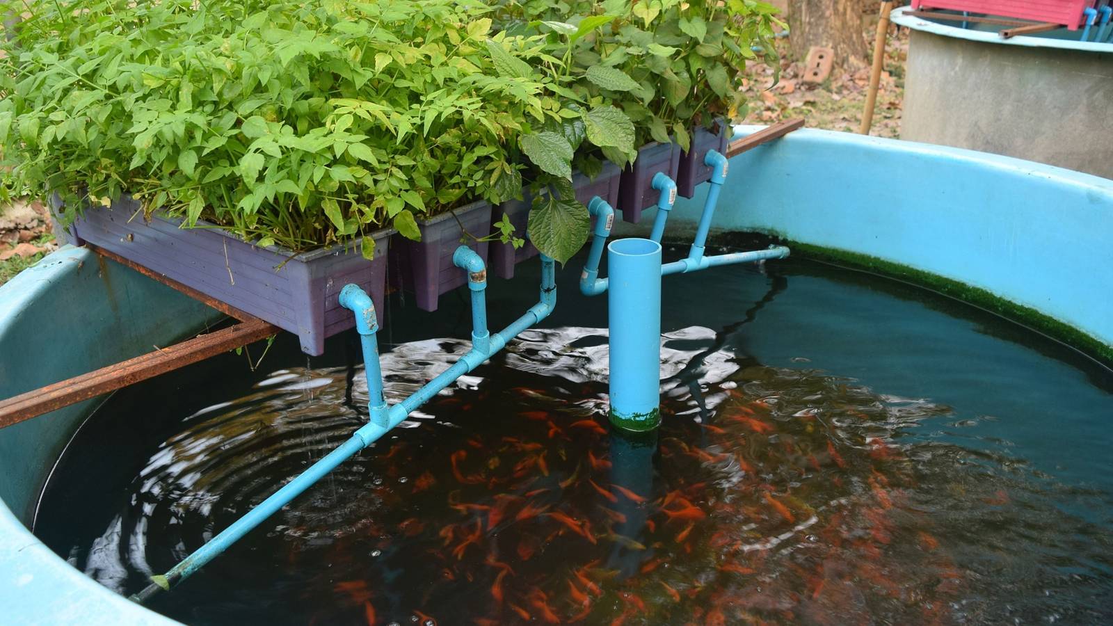 Aquaponics: Why You Should Consider Setting up an Aquaponics System