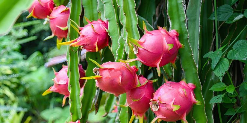 Ephemeral Blooms: Short-Lived Flowers for a Dynamic Garden