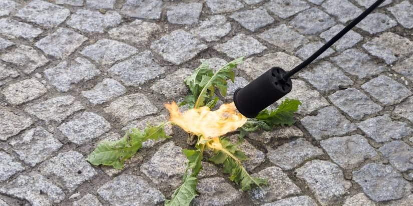 Flame Weed Control: Tips, Benefits, and Safety Precautions