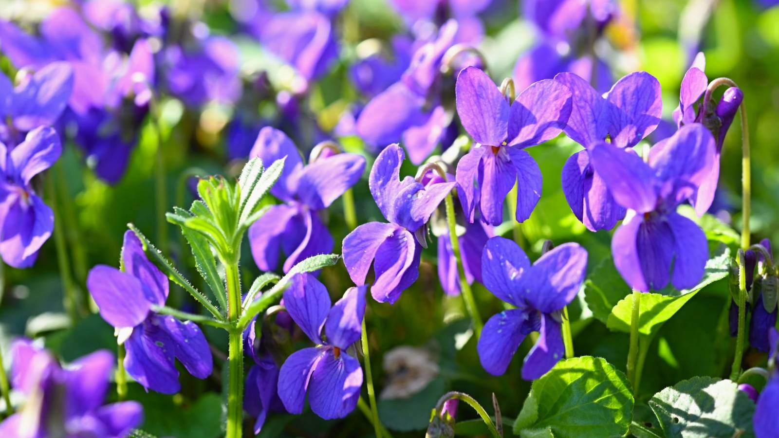 February Birth Flowers: Meaning and Care for Violets & Primroses
