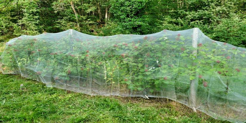 Step-by-Step Guide to Building Your Own Fruit Cage