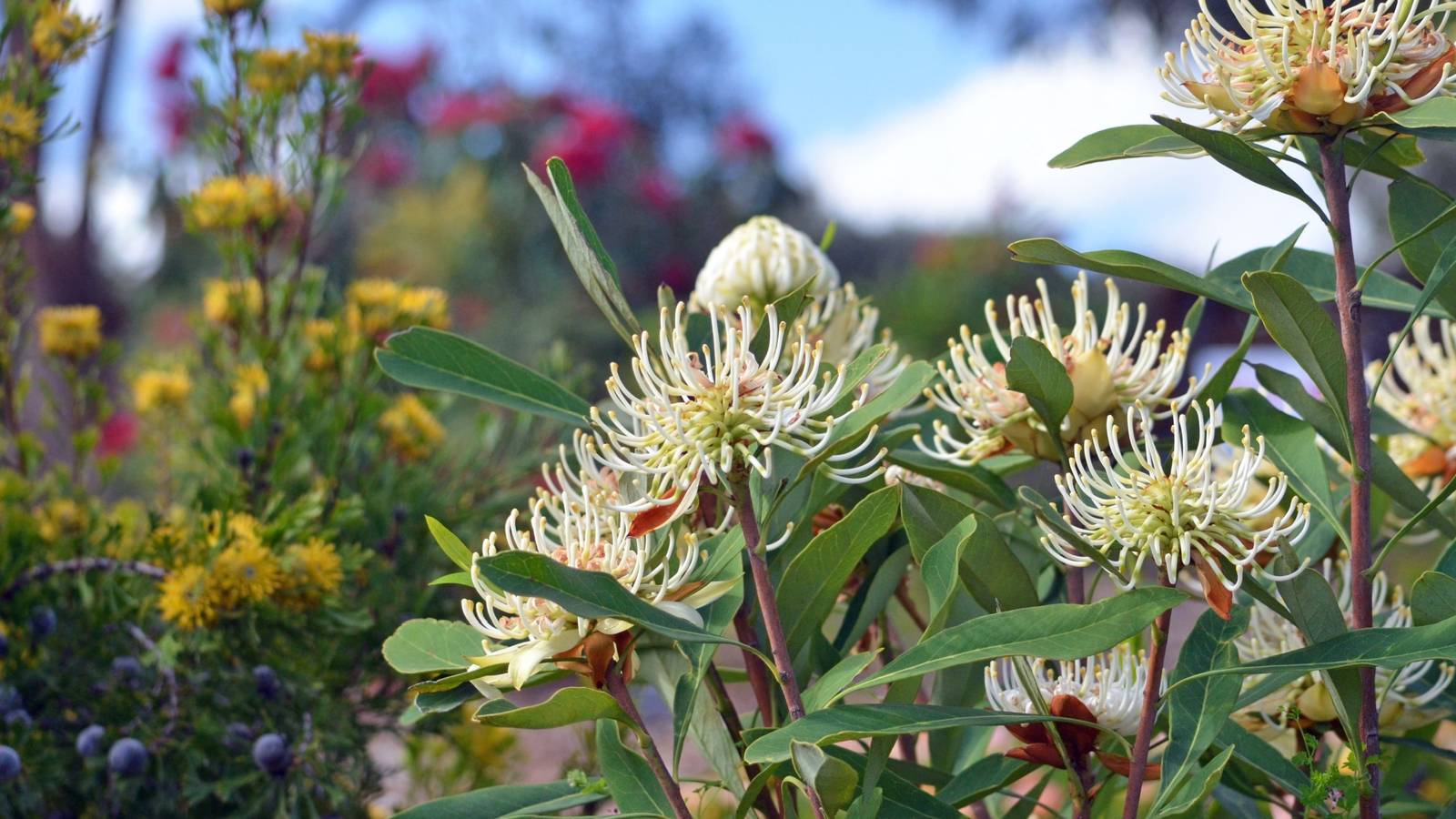 How to Rewild Your Garden for Biodiversity and Natural Beauty