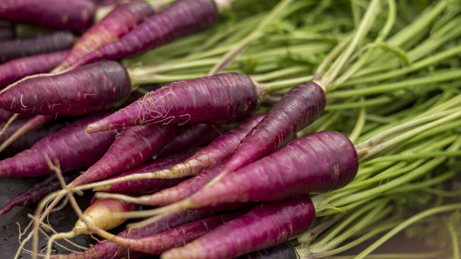 How GMO Plants Are Revolutionizing Gardening for Tougher Crops