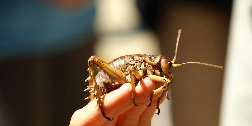 Six of the Biggest Bug Species and Their Surprising Roles in Nature