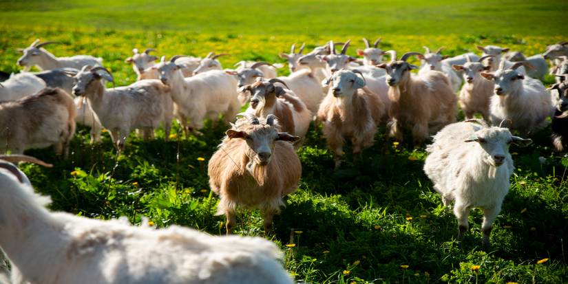 Eco-Friendly Landscaping with Ohio’s Grazing Goats