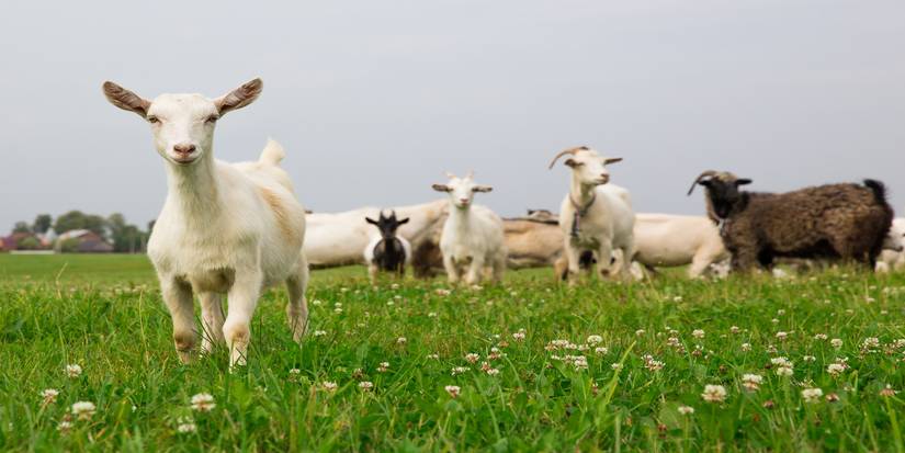 Eco-Friendly Landscaping with Ohio’s Grazing Goats