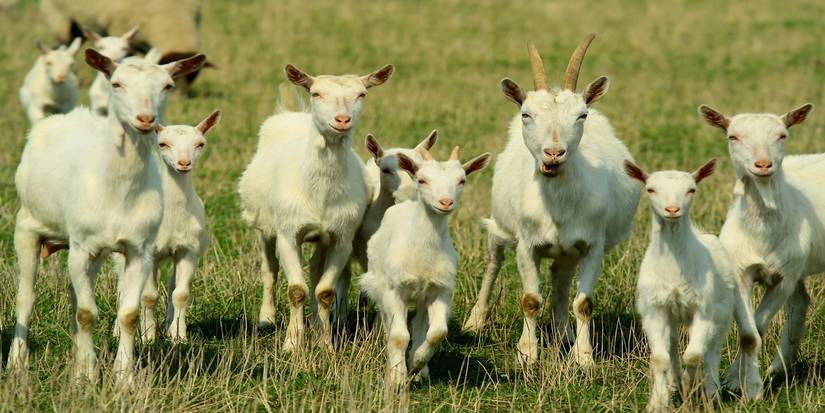 Raising Backyard Goats: What You Need to Know Before You Start