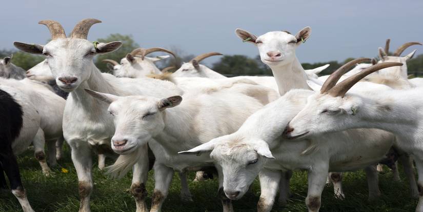 How Goats Are Tackling Invasive Species in Texas