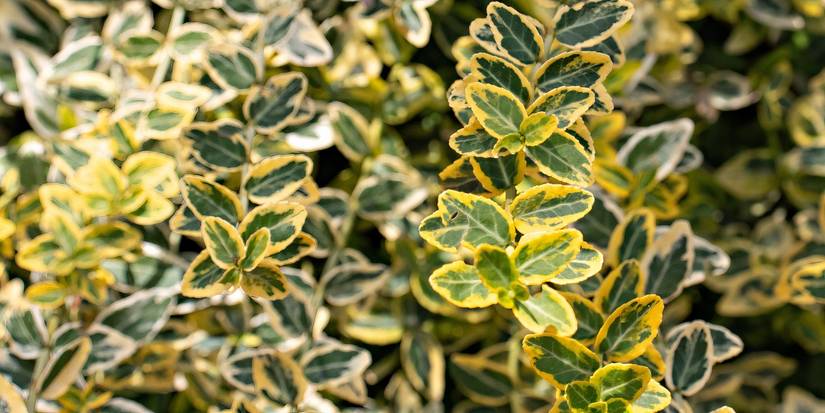 Evergreen Shrubs: 5 Bushes To Bring Year-Round Structure To Your Space