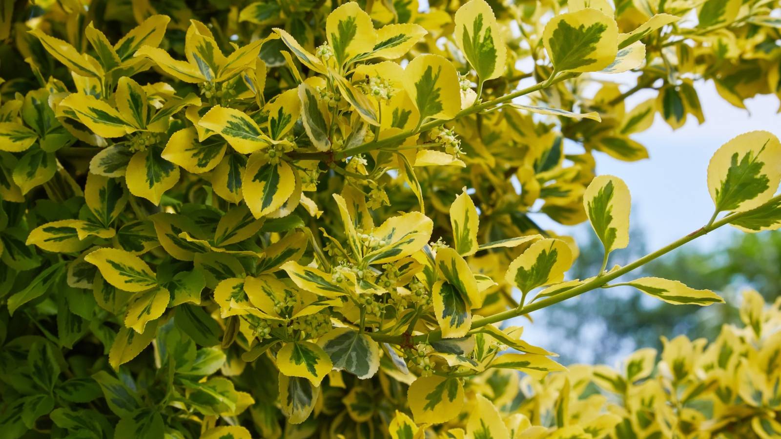 Evergreen Shrubs: 5 Bushes To Bring Year-Round Structure To Your Space