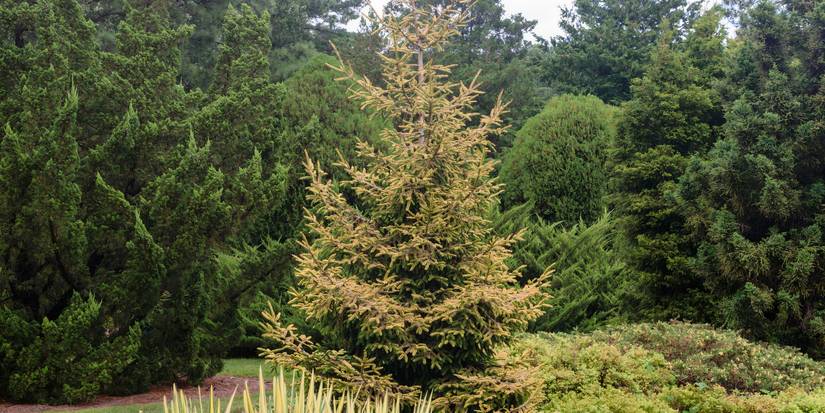 Spruce Trees: Use 5 Types of Trees to Bring Color to Your Space