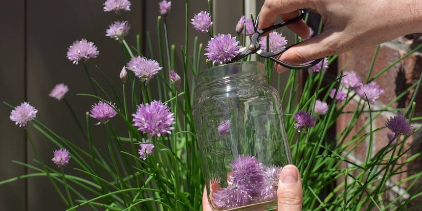 Chive Blossoms: Dig Into Delicious and Healthy Edible Flowers