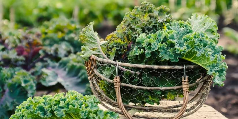 5 Seasonal Vegetables for Winter
