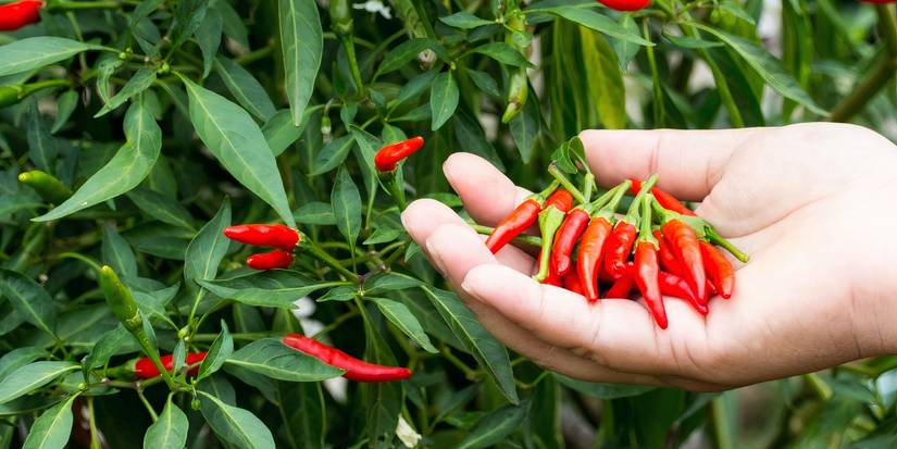 Cut Food Shopping Costs With Five High Value Crops