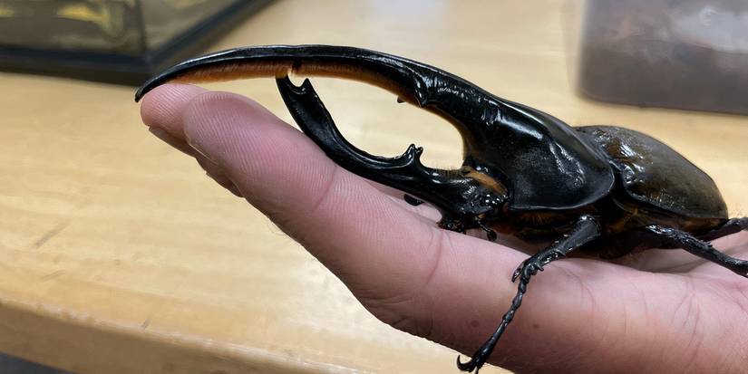 Six of the Biggest Bug Species and Their Surprising Roles in Nature