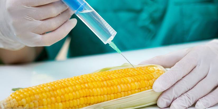 Plant Breeding: What is it and How Does it Benefit You?