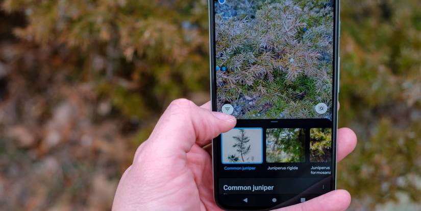 Rare Australian Shrub Rediscovered After Nearly 60 Years