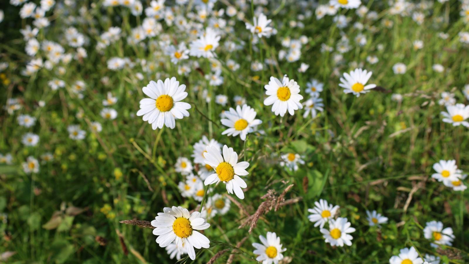 Avoid Invasive Flowers That Can Overrun Your Garden