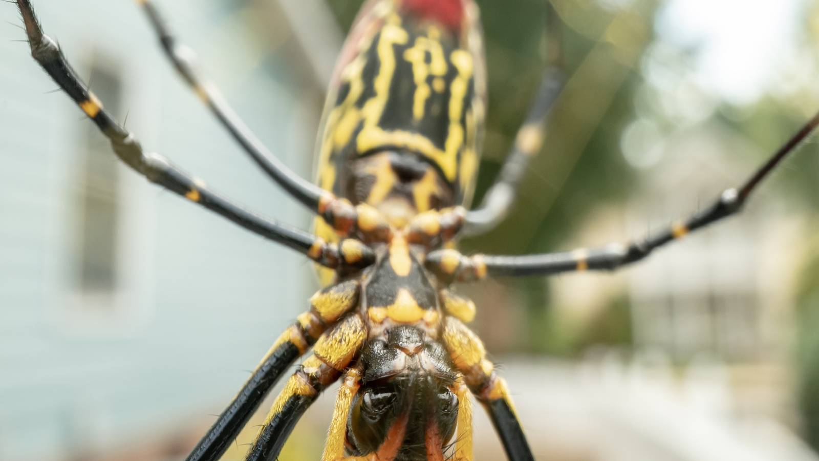 5 Scary Insects That Will Haunt Your Halloween Night