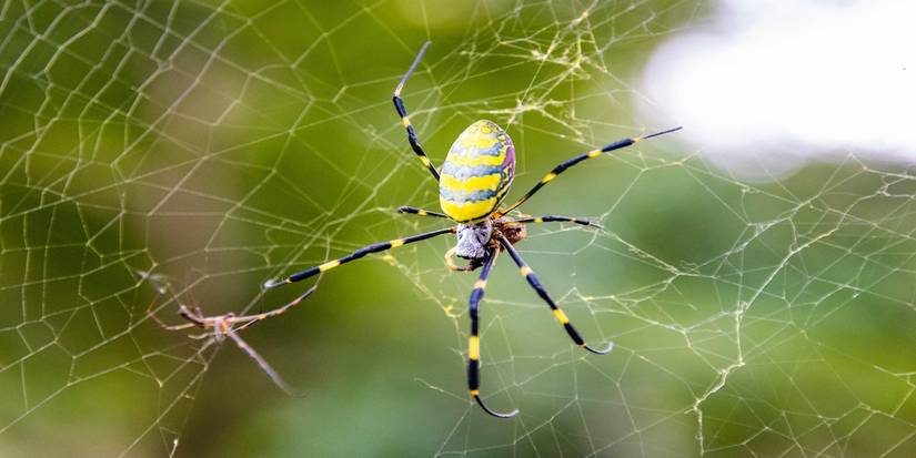 Everything You Need to Know About Joro Spiders