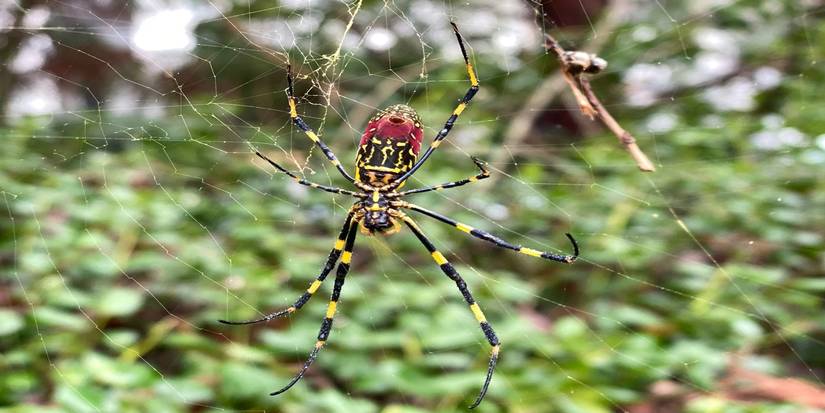 Everything You Need to Know About Joro Spiders
